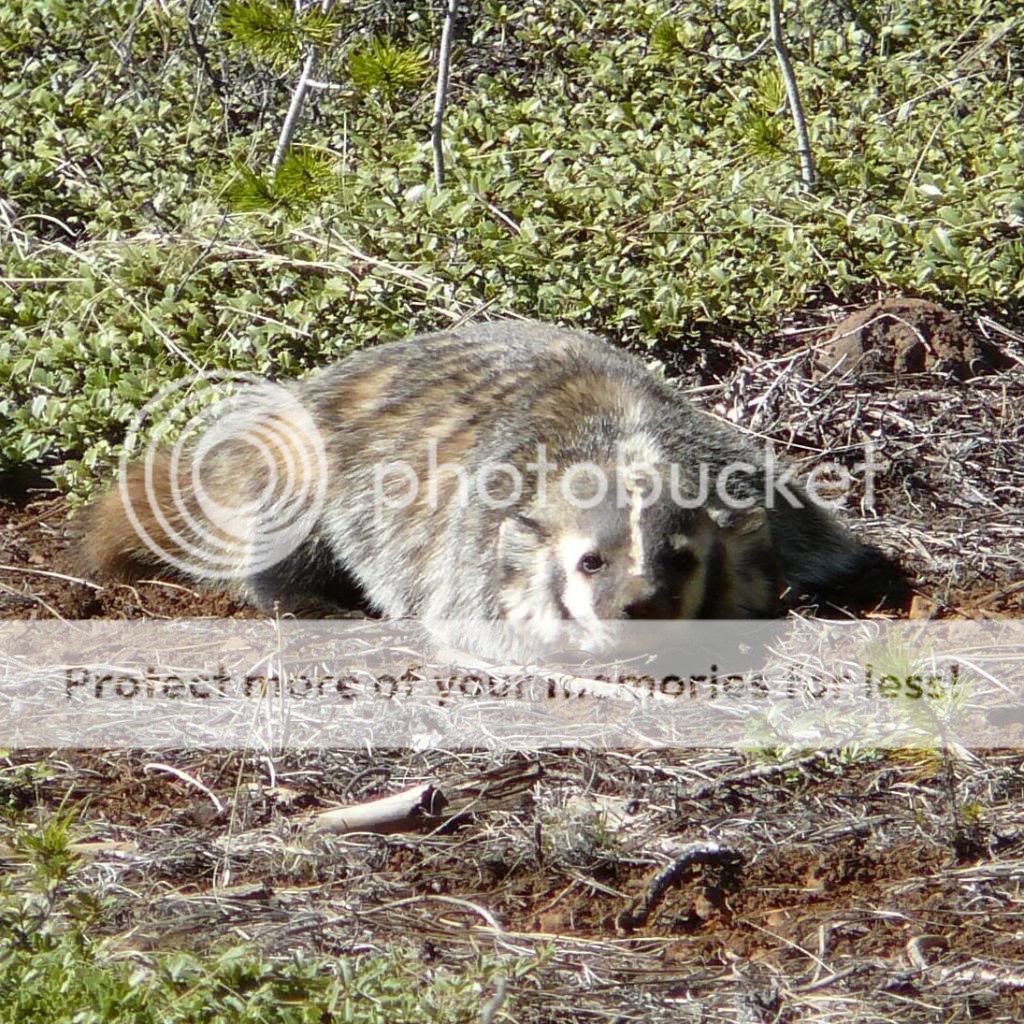 Animals Invading my Property - Calguns.net